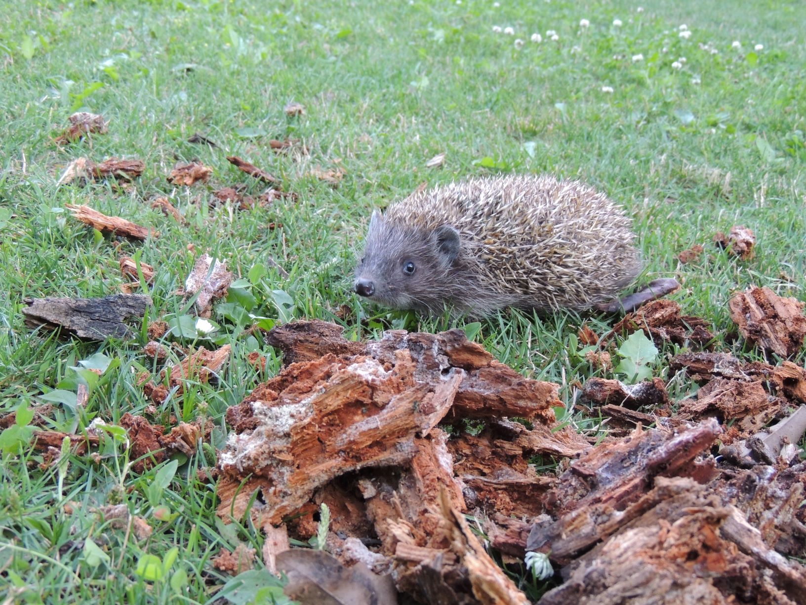 Wildnis für Zuhause – Den eigenen Garten tierfreundlich gestalten ...
